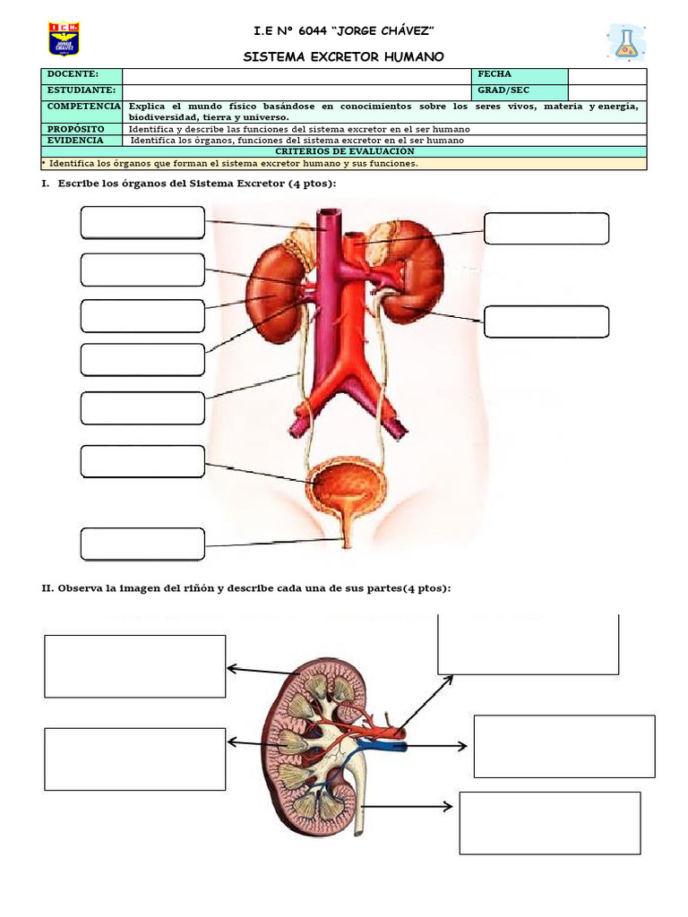 Ficha Del Sistema Excretor-2do | PDF | Orina | Sistema urinario