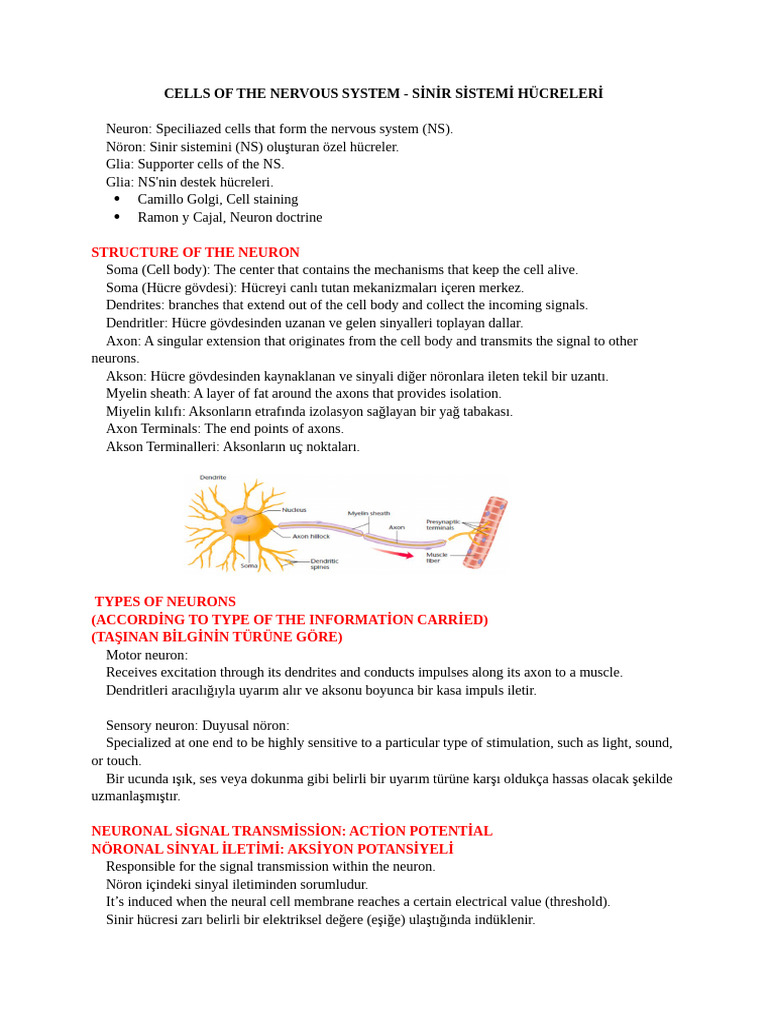 Chapter 2 Cognitive | PDF