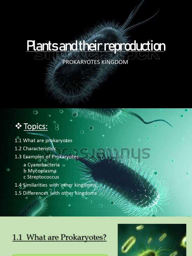 Science Presentation 1 PROKARYOTES | PDF | Cell (Biology) | Prokaryote