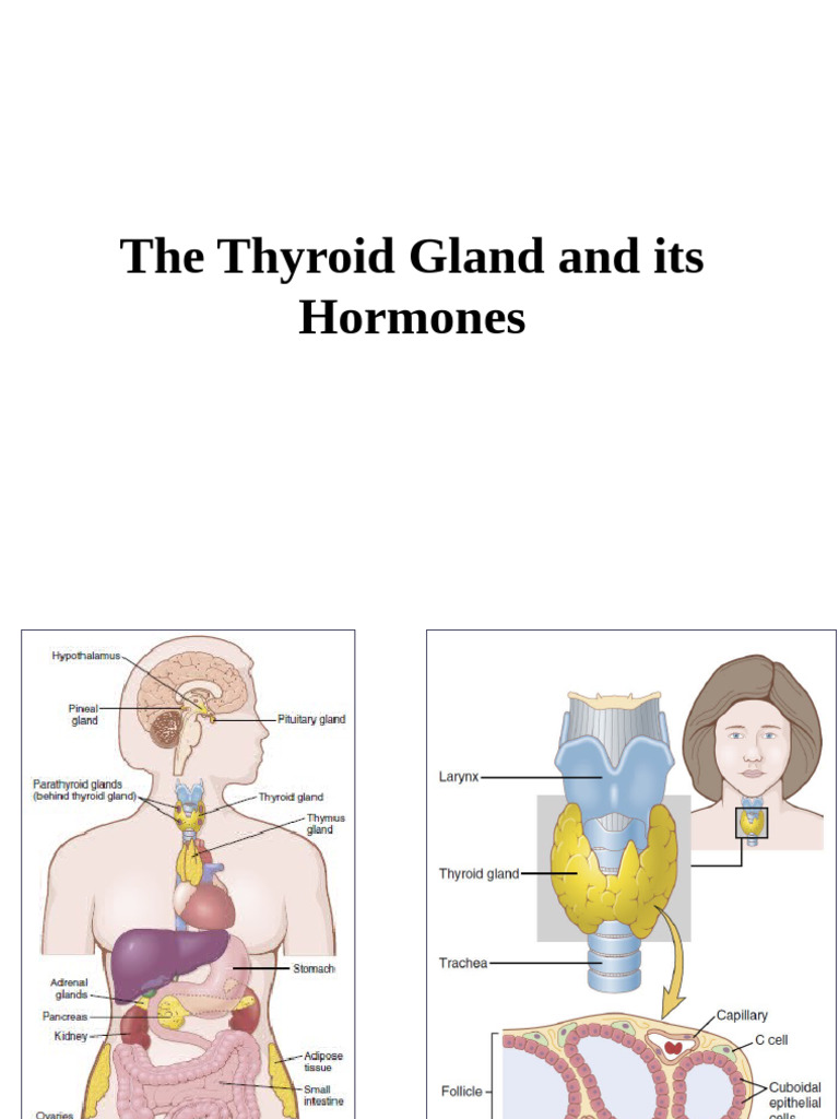 Lec-8 Thyroid Hormones | PDF | Thyroid | Thyroid Stimulating Hormone