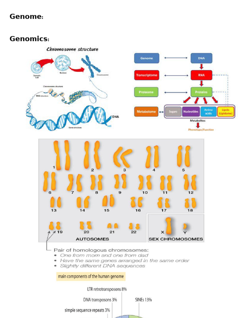 Genome | PDF