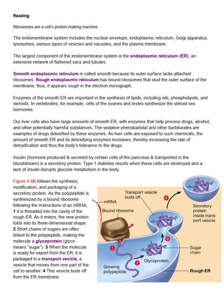 BIOL 107 - General Biology Week 4 Class Notes | PDF | Endoplasmic ...