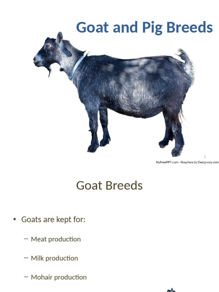 Goat and Pig Breeds Overview | PDF | Goat | Pig