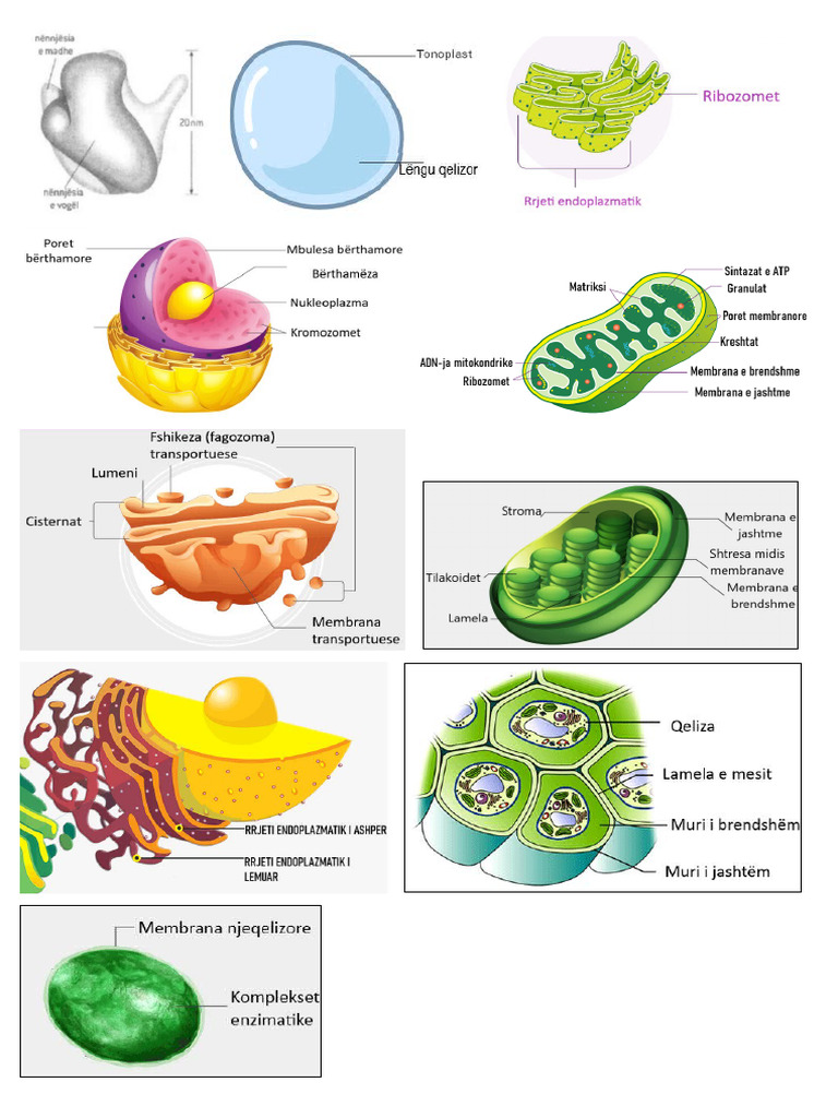 Foto Biologji | PDF