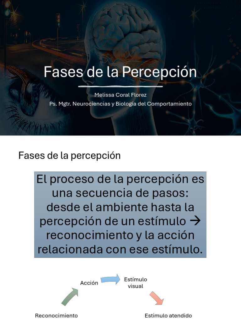 Fases de La Percepción | PDF | Crecimiento personal y profesional ...