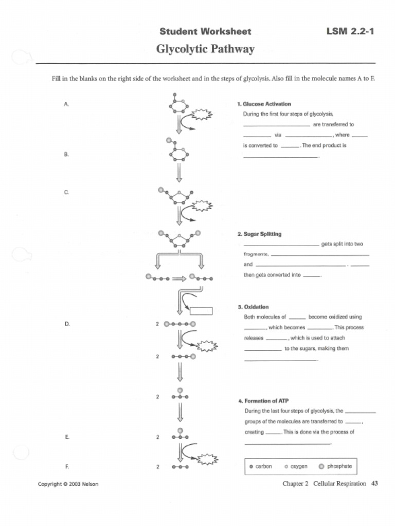 Cellular Respiration Worksheets | PDF