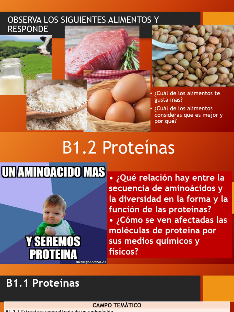 B1.2 Proteínas | PDF | Aminoácidos | Proteínas