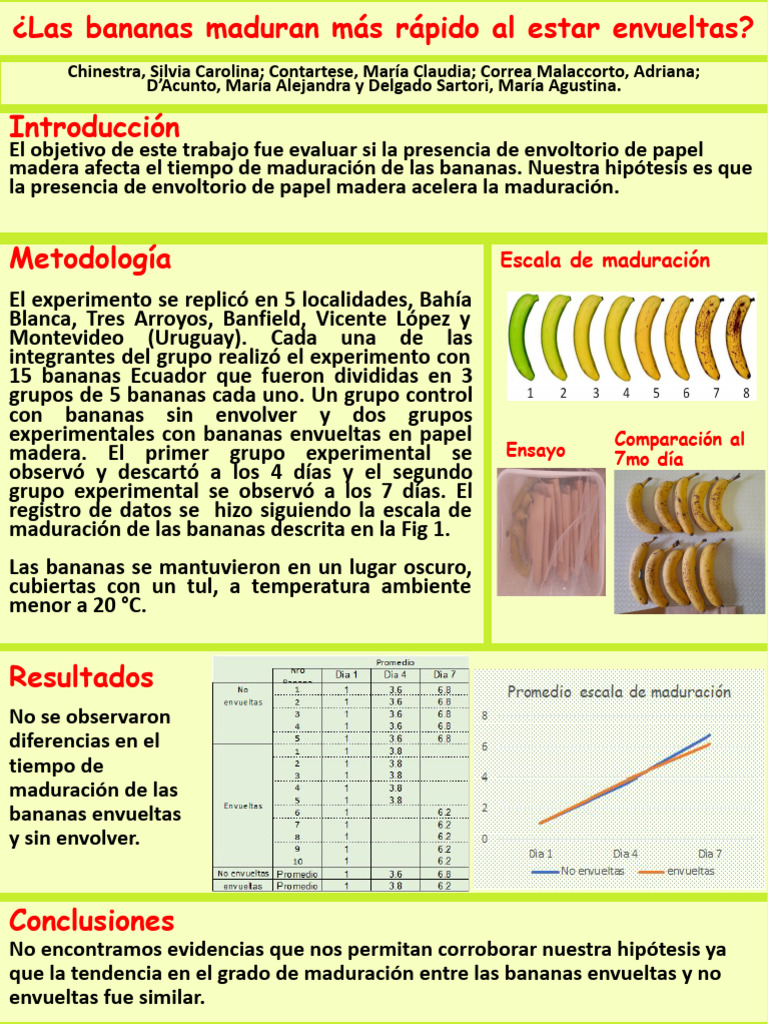Efecto del envoltorio en maduración de bananas | PDF