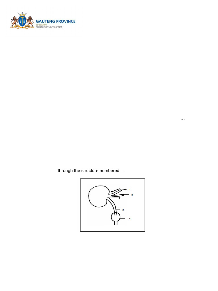Eng-QGr.11 Topic Test - Excretion | PDF | Kidney | Abdomen