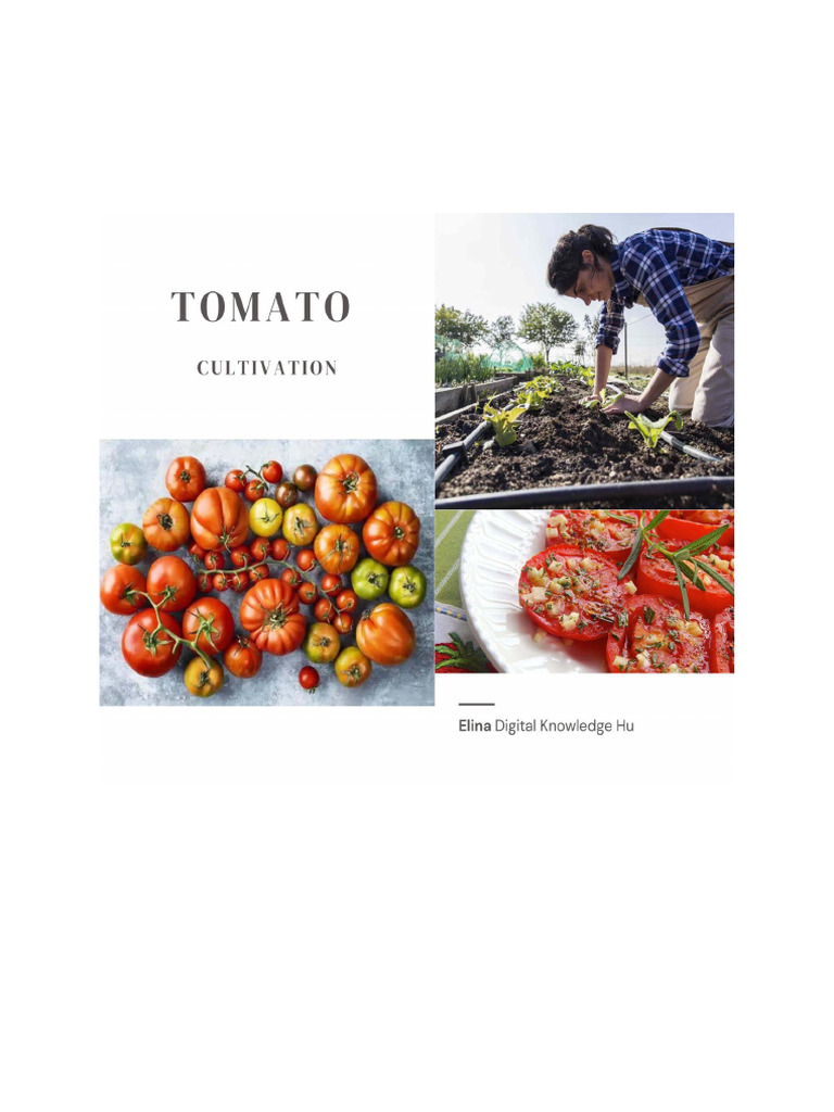 Growing Tomatoes | PDF | Tomato | Mulch