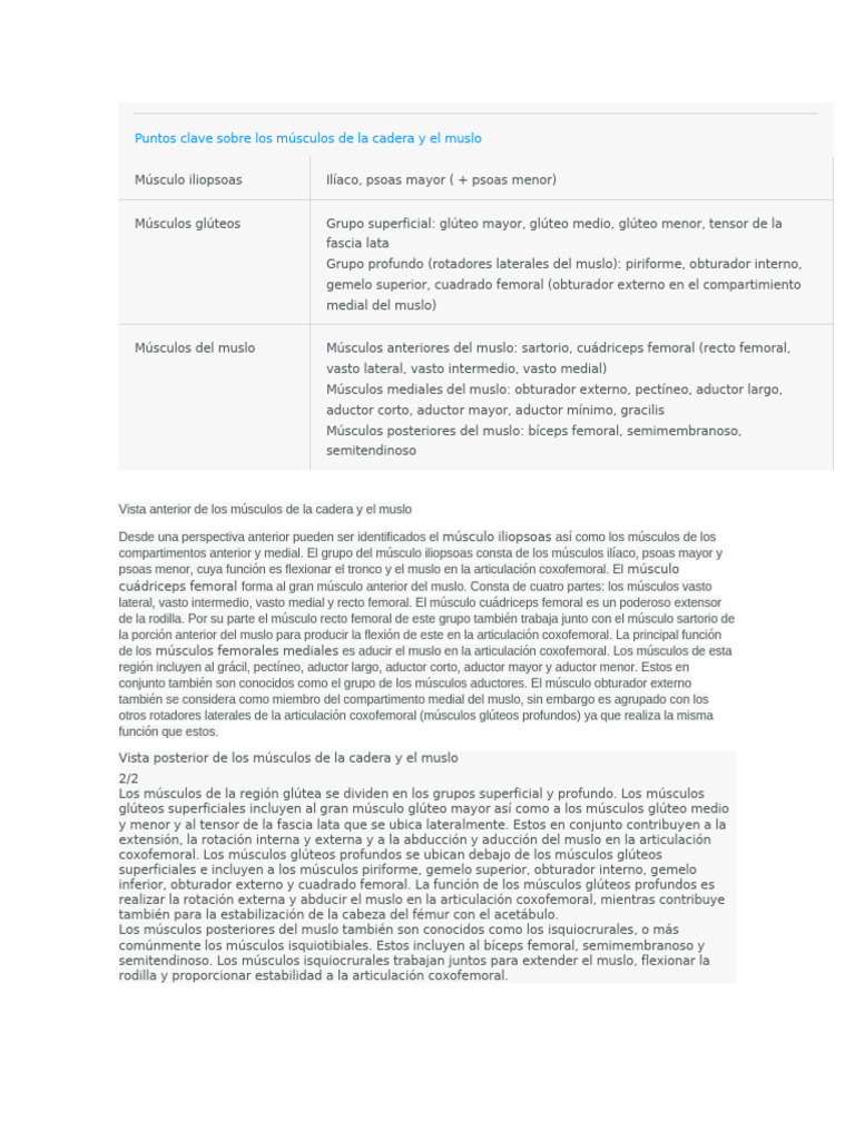 Músculos de La Cadera y El Muslo | PDF | Anatomía del miembro inferior ...