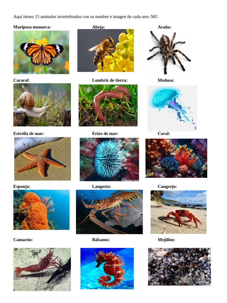 Aquí Tienes 15 Animales Invertebrados Con Su Nombre e Imagen de Cada ...