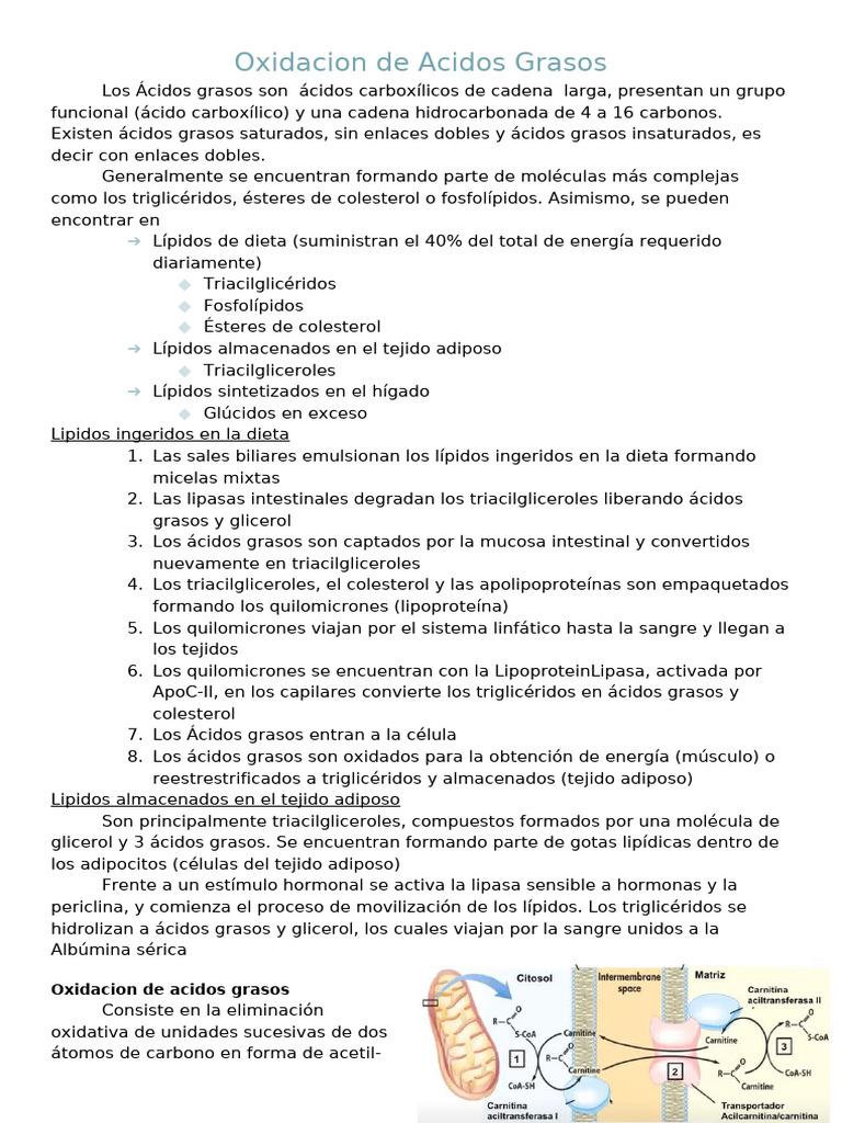 Oxidacion de Acidos Grasos | PDF | Triglicéridos | Lípido