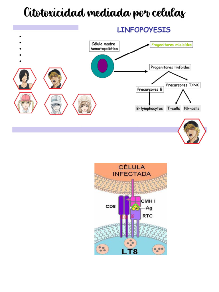 S5 - Citotoxicidad Mediada Por Celulas | PDF | Célula asesina natural ...