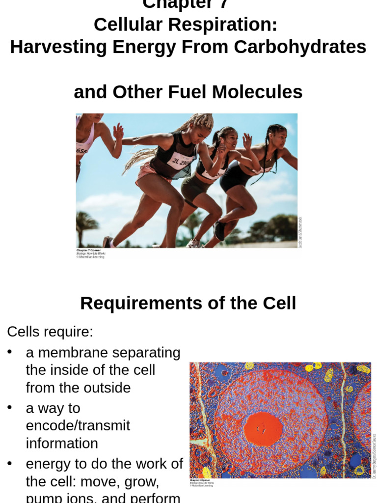 Unit 5 111 f24 Respiration Student | PDF | Cellular Respiration ...