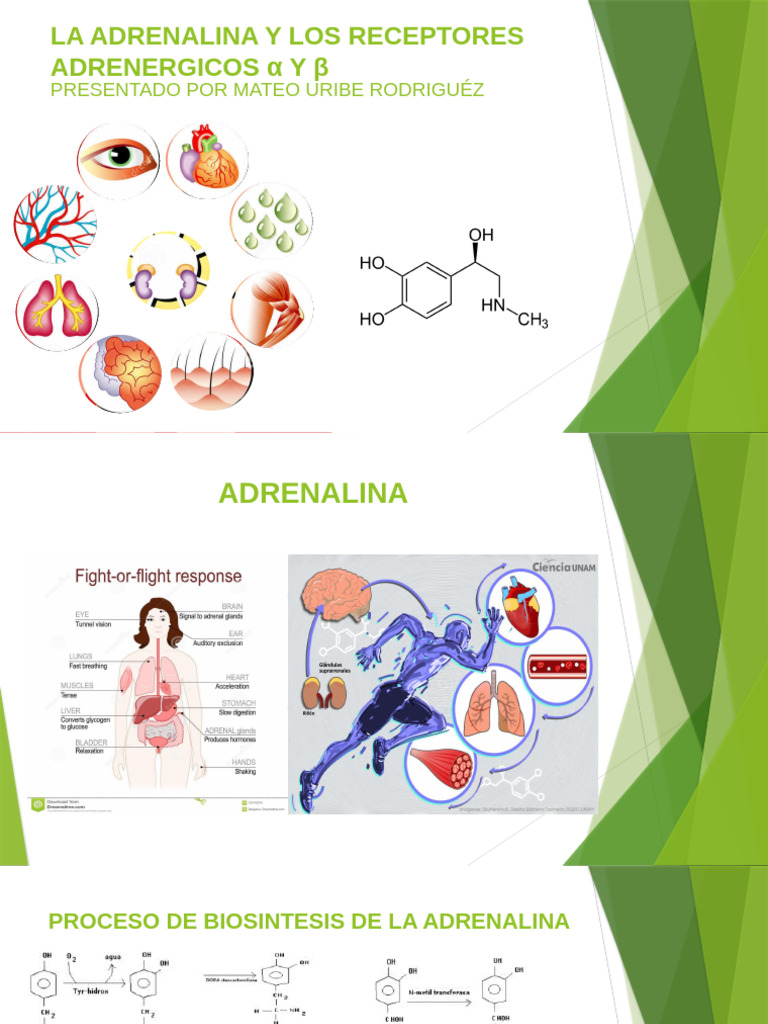 Adrenalina | PDF