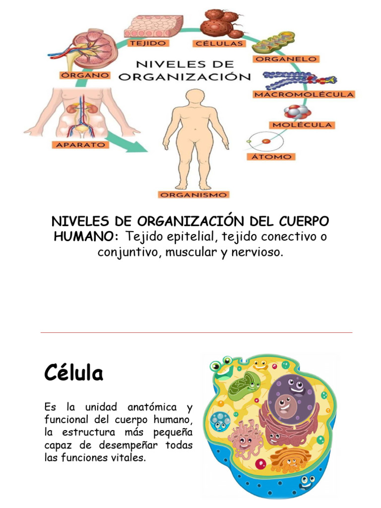 Niveles de Organización Del Cuerpo Humano | PDF | Epitelio | Anatomía
