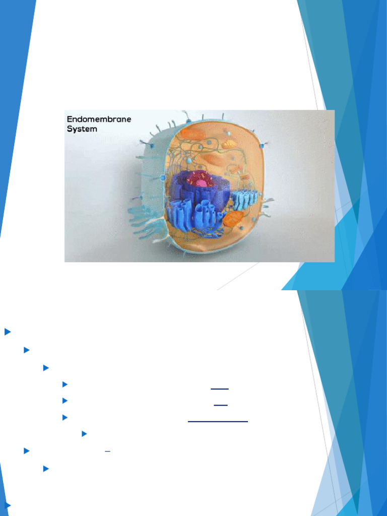 Grade 12 Cell Organelle Project | PDF | Cell (Biology) | Endoplasmic ...