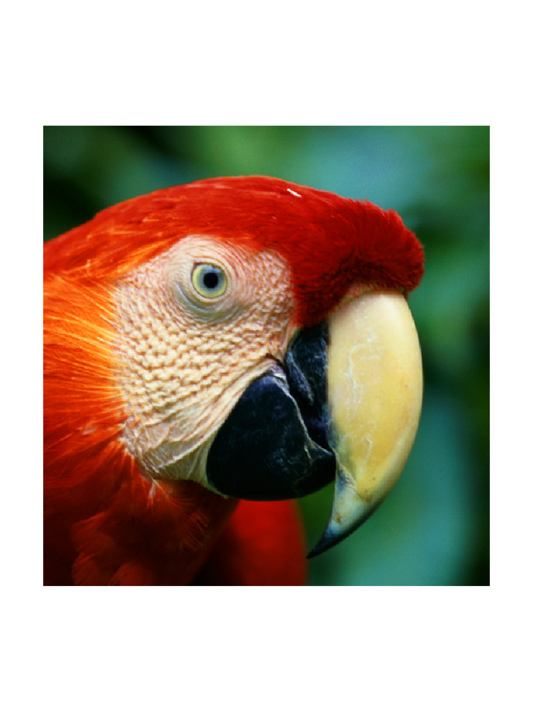 Parrot Tif | PDF