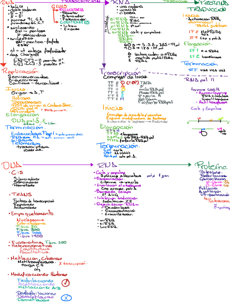 Repaso Inter Biomol | PDF | Adn | Genética molecular