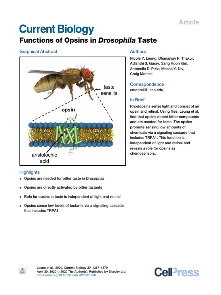 Functions of Opsins in Drosophila Taste | PDF | Taste | Retinal