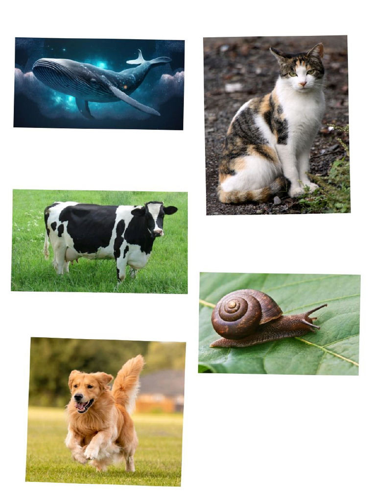 Animales y Plantas | PDF