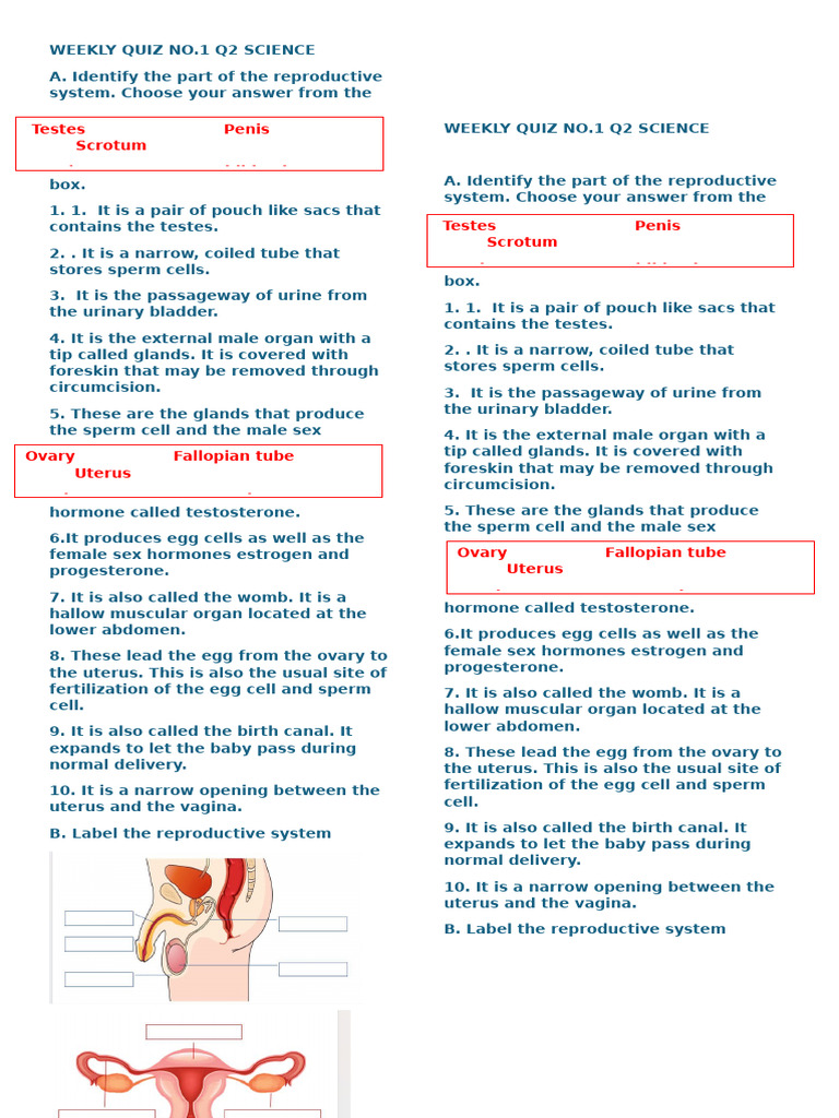 Reproductive System Quiz Q2 Science | PDF | Reproductive System | Uterus