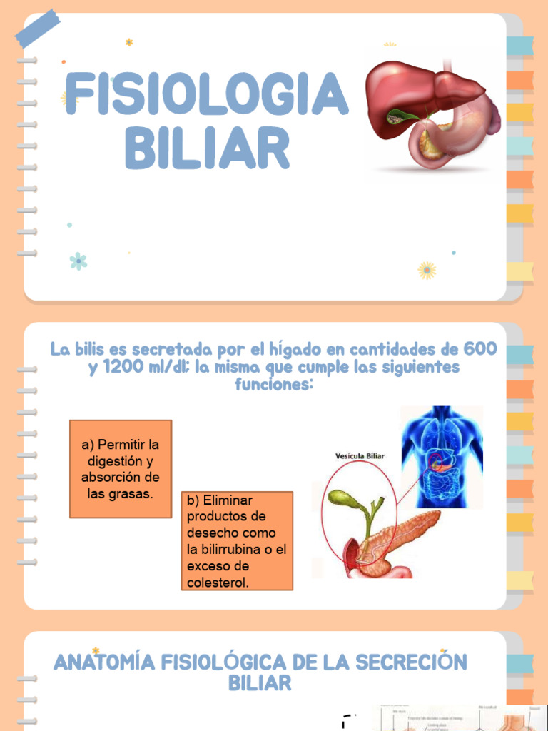 Funciones y Composición de la Bilis | PDF | Bilis | Vesícula biliar