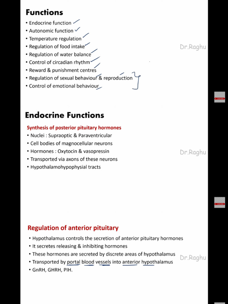Hypothalamus Functions | PDF