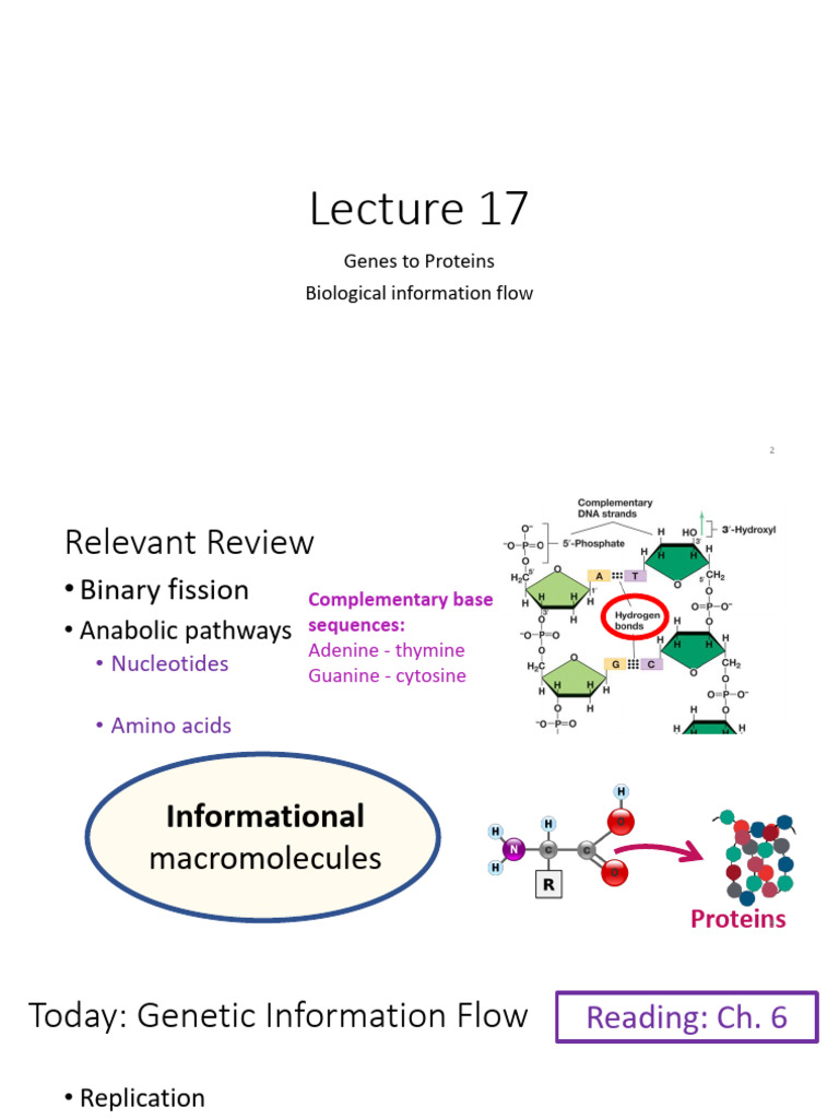 Lec 17 | PDF | Translation (Biology) | Base Pair