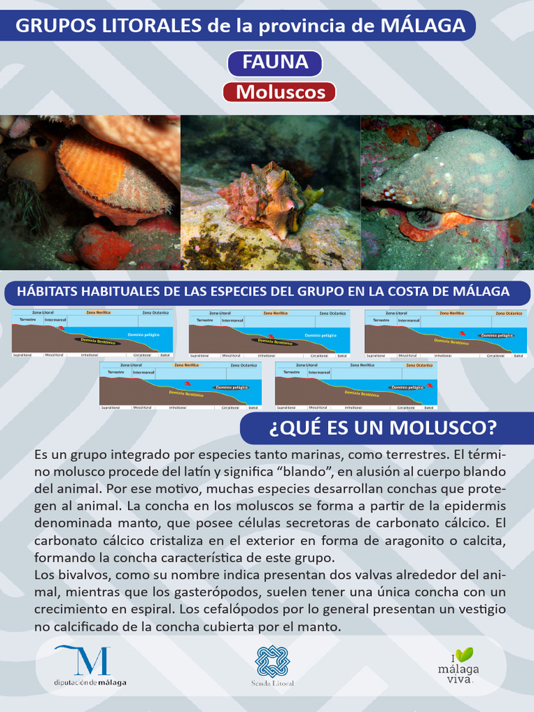 Moluscos | PDF