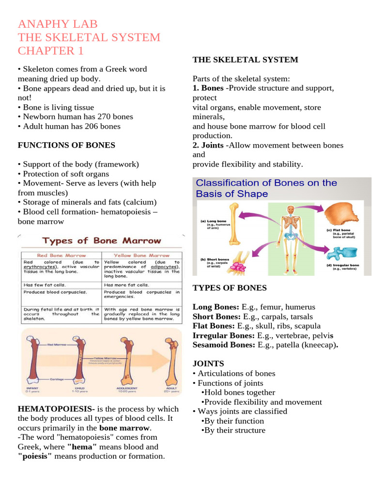 anaphy lab skeletal chap1 (1) | PDF | Anatomical Terms Of Motion | Bone