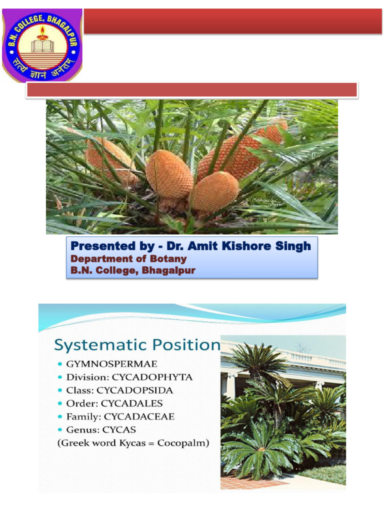 CYCAS Life Cycle | PDF | Leaf | Pollen