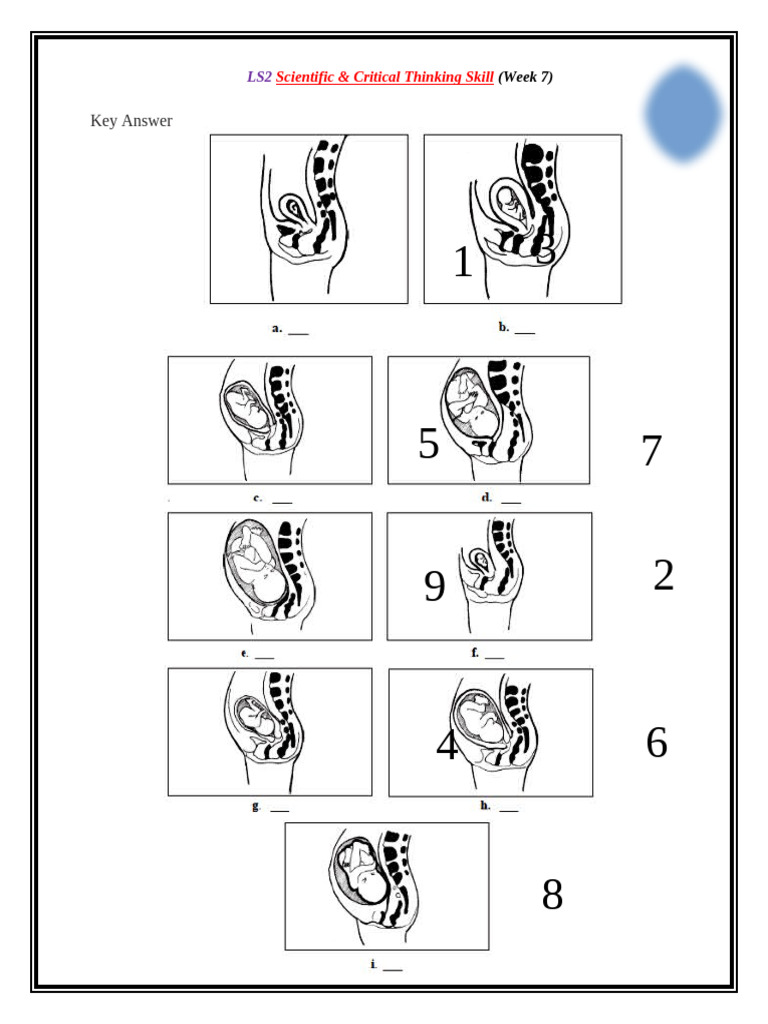 Week7 Reproductive System | PDF
