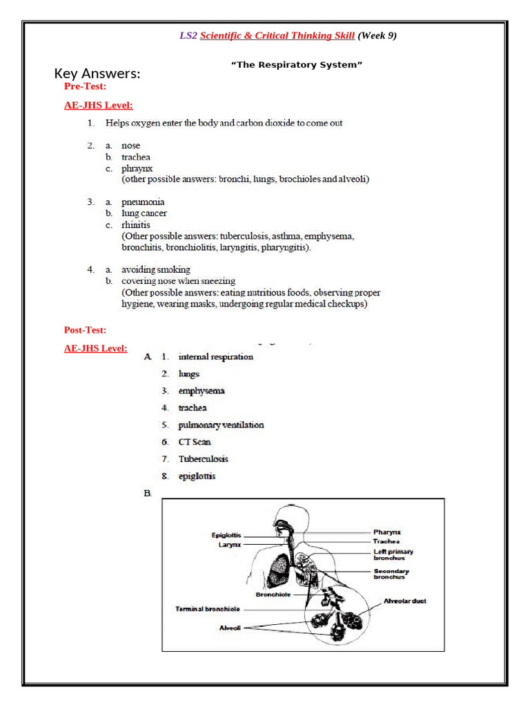 Week9 Respiratory System | PDF
