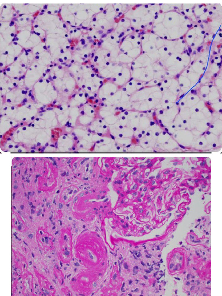 Anatomy and Histology Practical No.02 | PDF