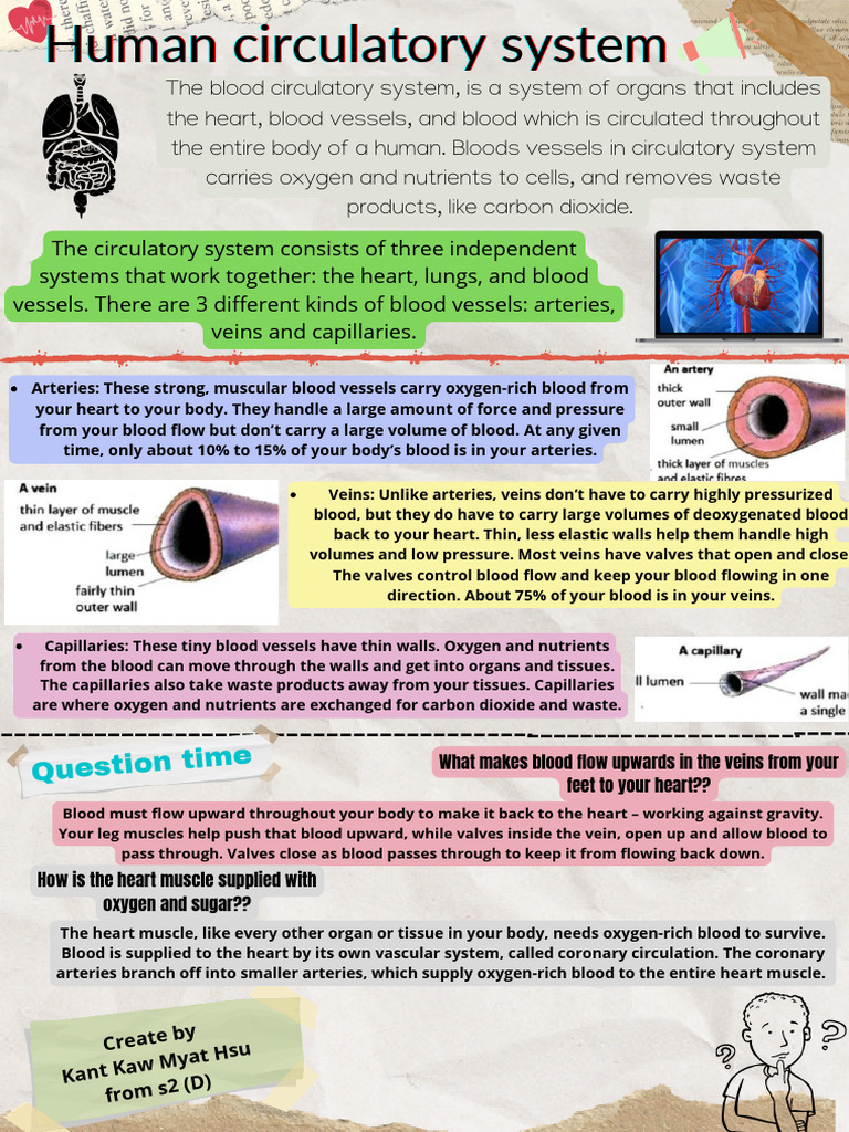 Human Circulatory System (1) | PDF | Artery | Vein