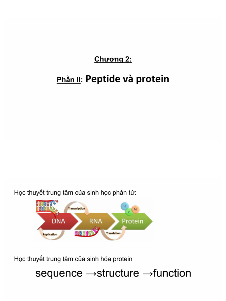 Chuong 2 Phan II Peptide - Protein Handout 2024 | PDF