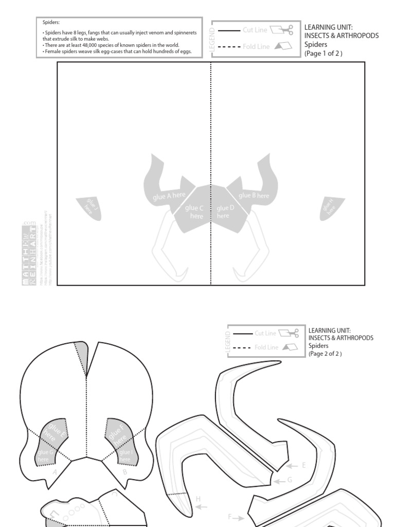 Spiders: Facts and Characteristics | PDF | Spider | Arthropods