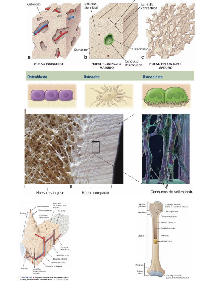 Hueso Pdf Pdf