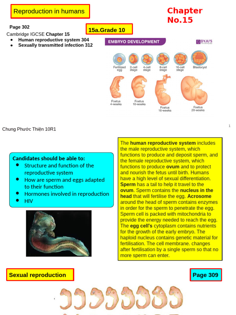 15a.reproduction in Humans. Grade 10 Miss Elsa | PDF | Menstrual Cycle ...