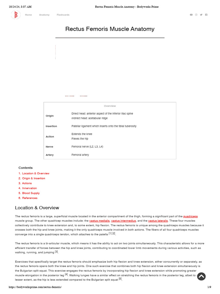 Rectus Femoris Muscle Overview | PDF | Knee | Hip