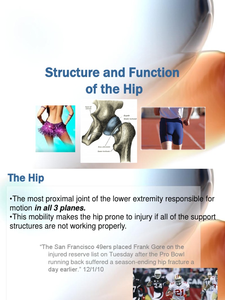 Structure and Function of The Hip | PDF | Pelvis | Hip