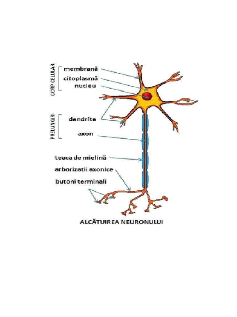 Neuronul | PDF