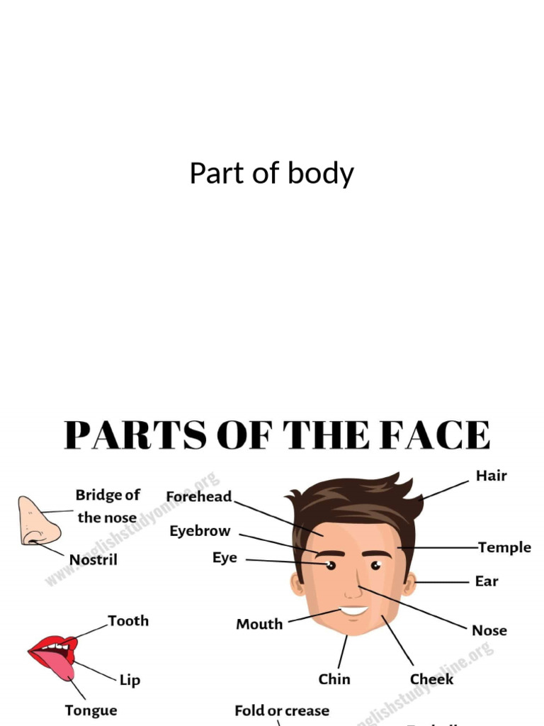 Part of Body | PDF | Human Anatomy | Limbs (Anatomy)