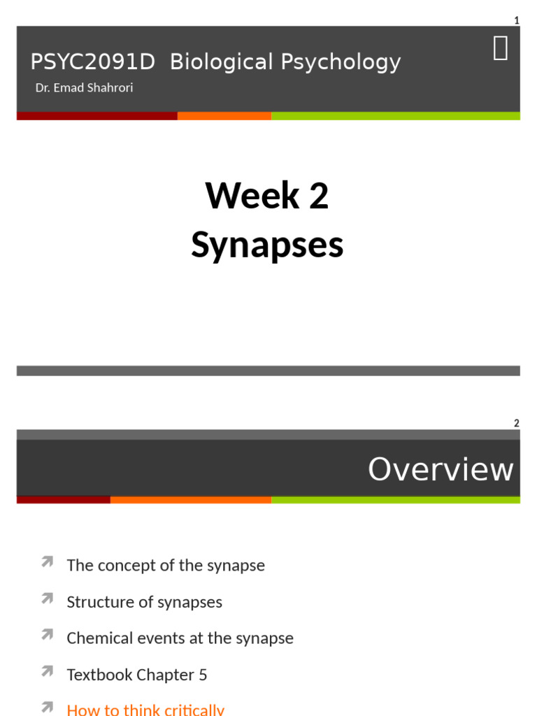 Week 2. The Synapse | PDF | Chemical Synapse | Neurotransmitter