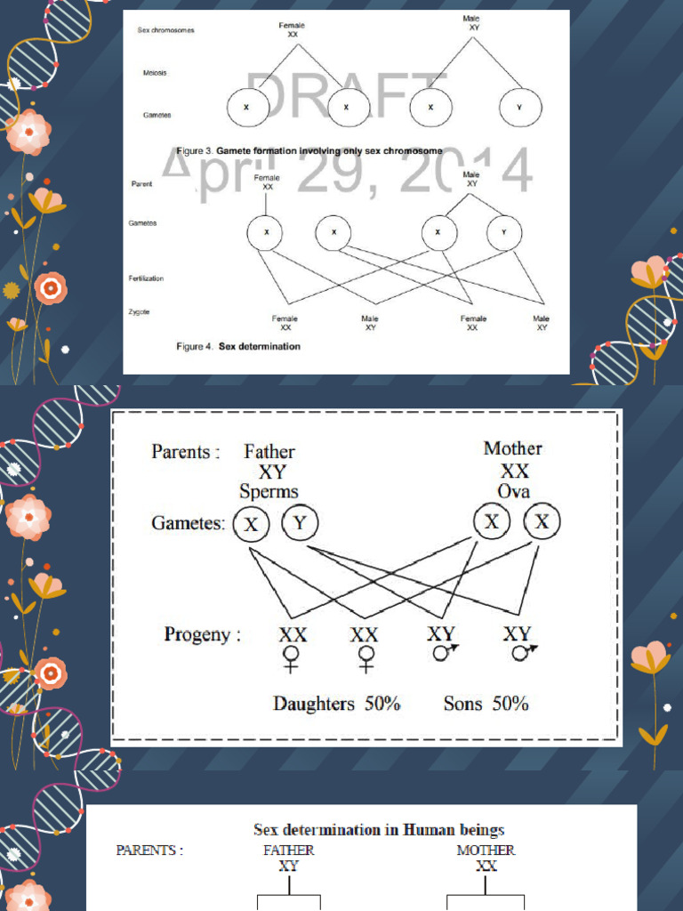 Three Kinds Of Sex Related Inheritance Pdf Ploidy Sex