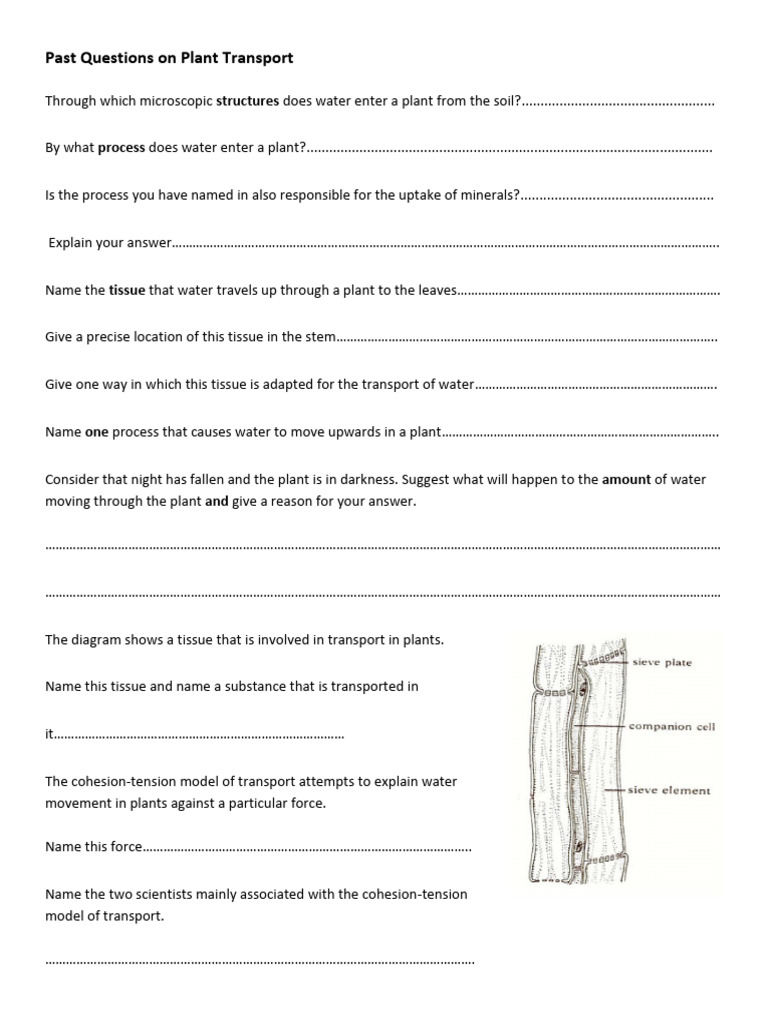 Chapter 25 Plant Transport | PDF | Organisms | Plant Physiology