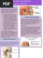 Función del músculo corrugador superciliar | PDF