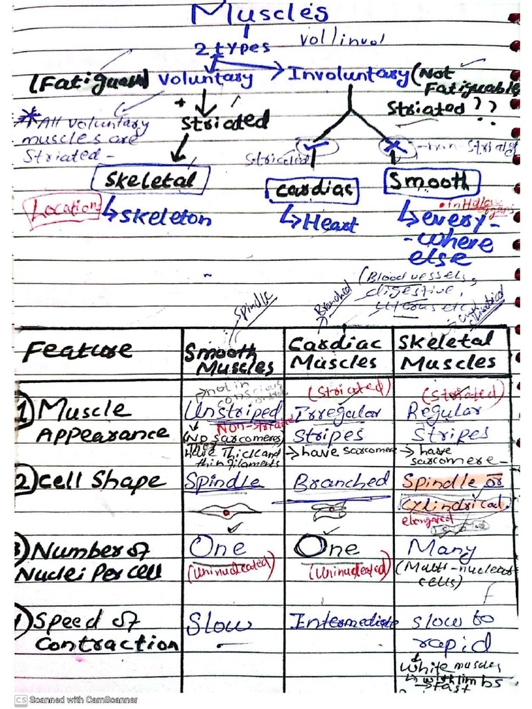 Muscles | PDF